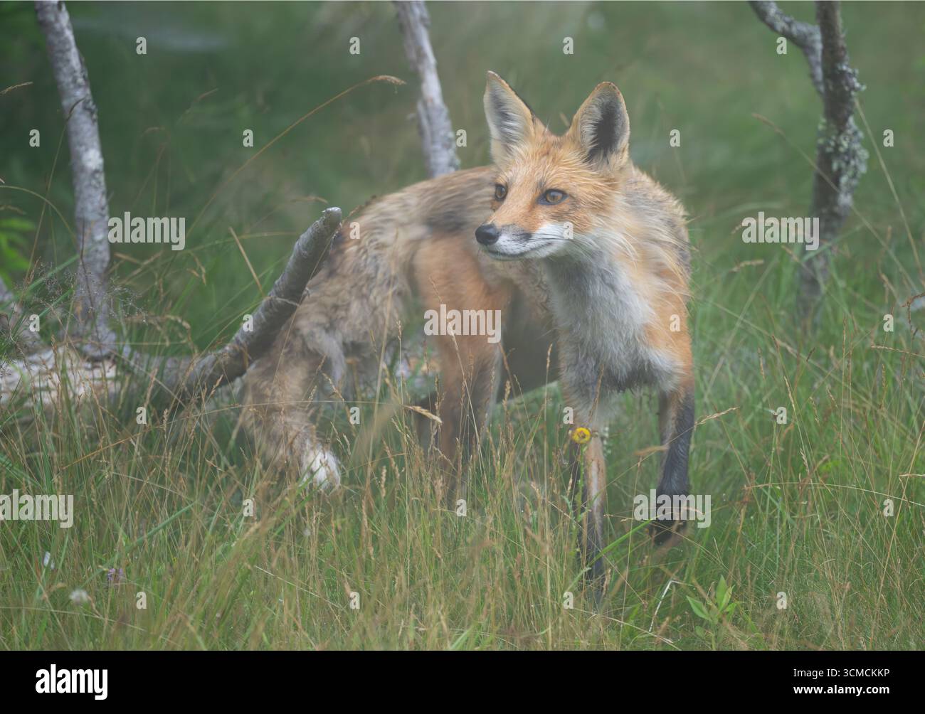 Red Fox (Vulpes vulpes). July in Acadia National Park, Maine, USA Stock ...
