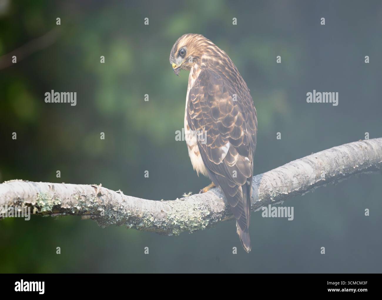 Broad-winged Hawk (Buteo platypterus). August in Acadia National Park ...