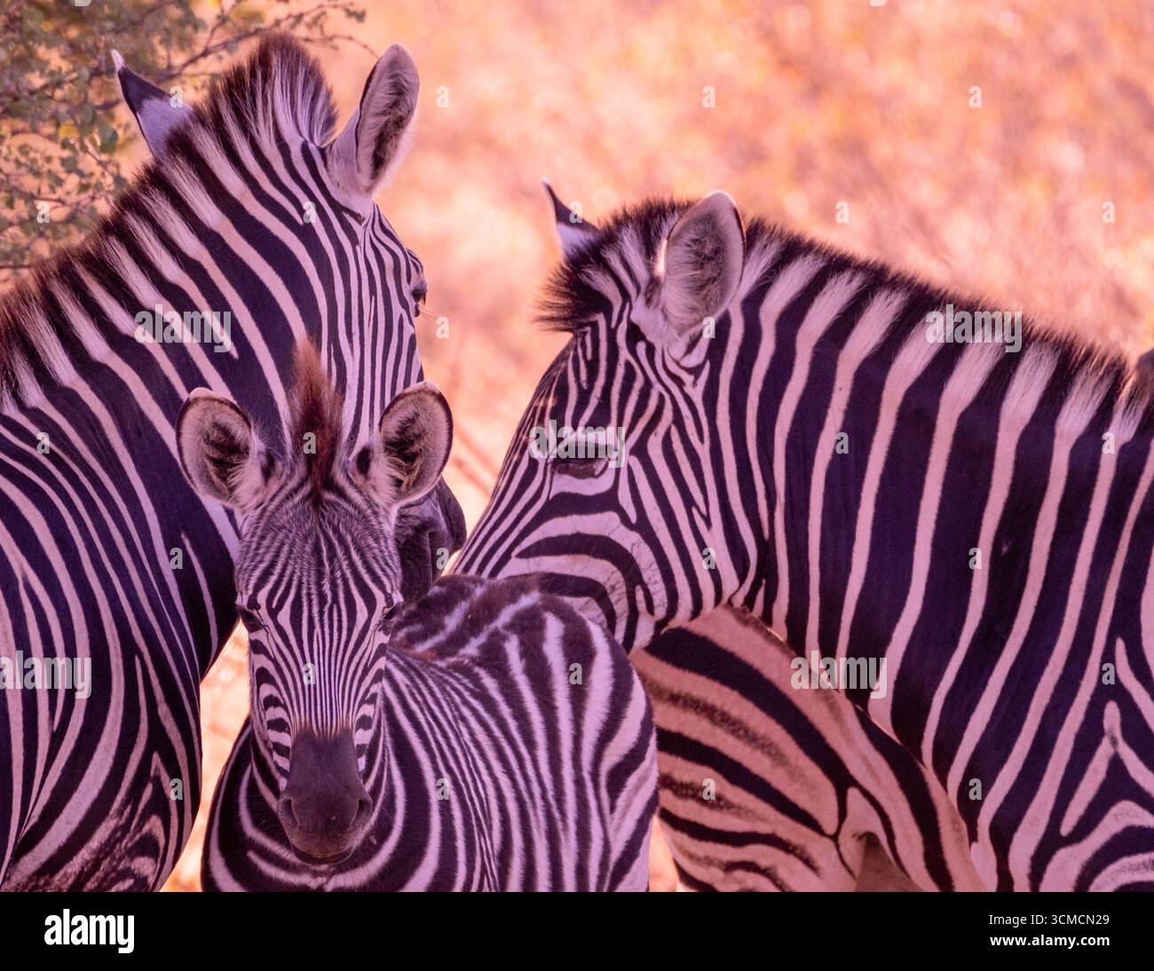 Endangered zebra species hi-res stock photography and images - Alamy