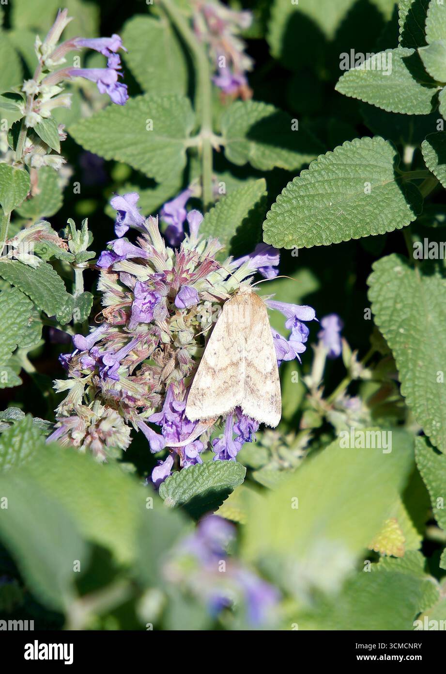 cotton bollworm, corn earworm, Baumwoll-Kapseleule, Noctuelle de la ...