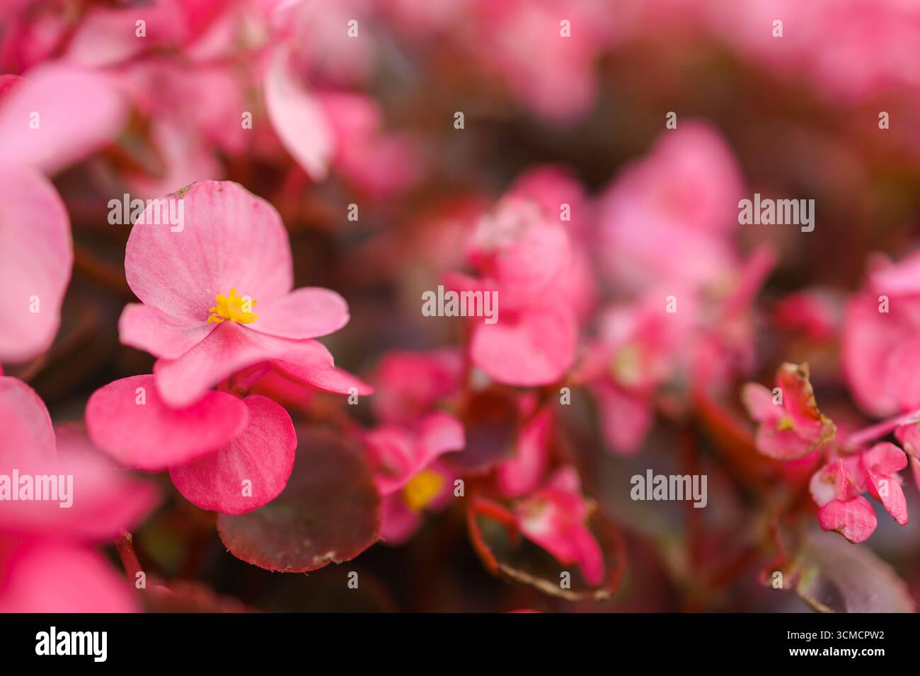 Beautiful exotic begonia maculata hi-res stock photography and images ...