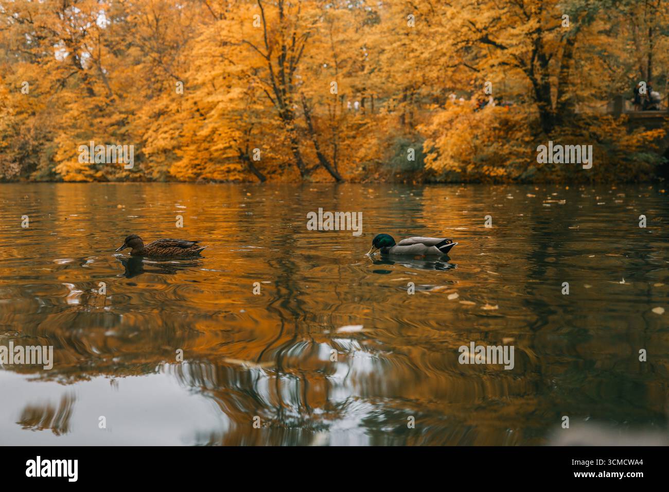 Autumn landscape, ducks on the lake Stock Photo - Alamy