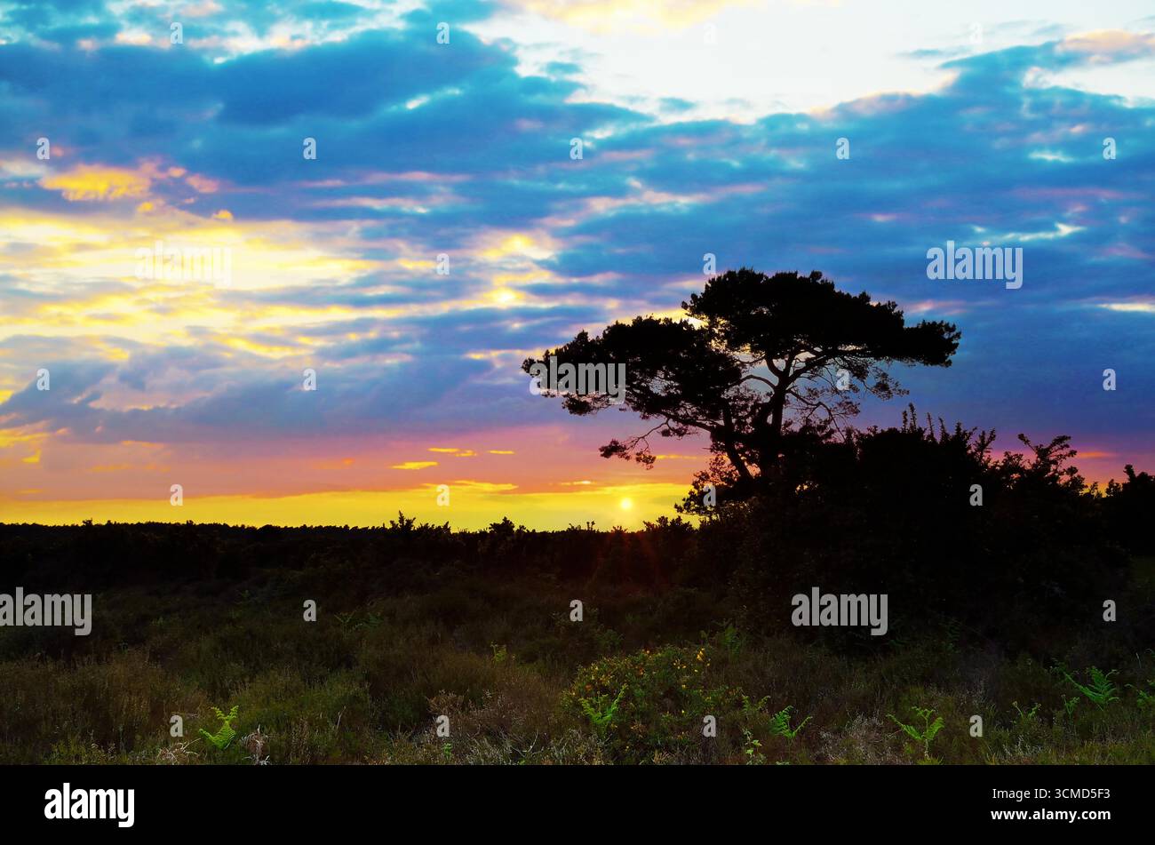 Warm tones forest Stock Vector Images - Alamy