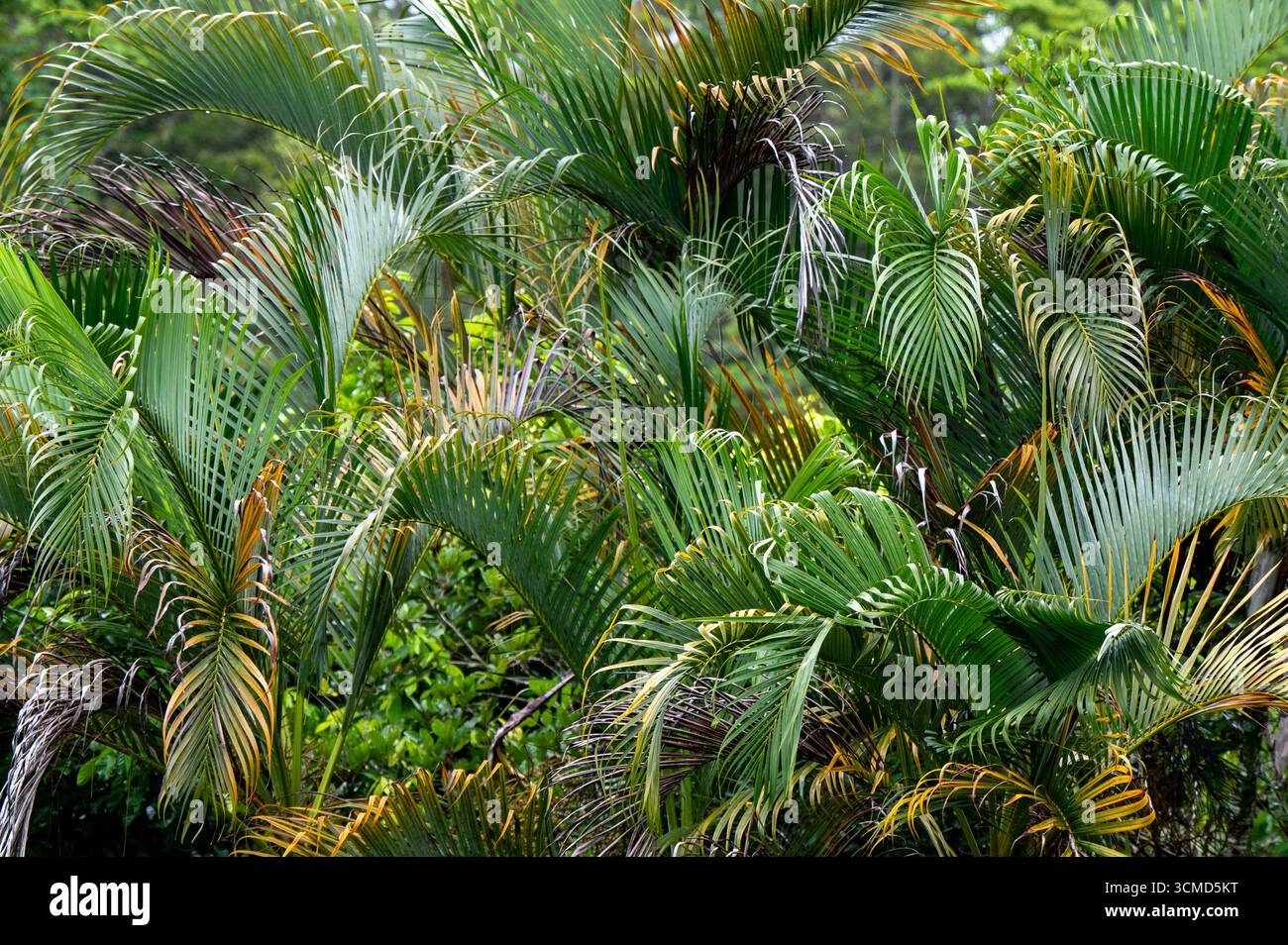 TINAMASTE, SAN JOSÉ PROVINCE, COSTA RICA: Palm trees grow dense in the ...