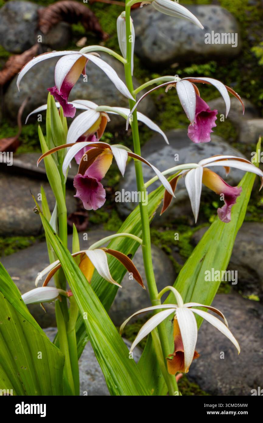 Nuns cap orchids hi-res stock photography and images - Alamy