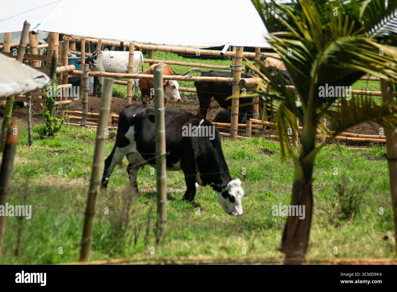 Rustic farm environment hi-res stock photography and images - Alamy
