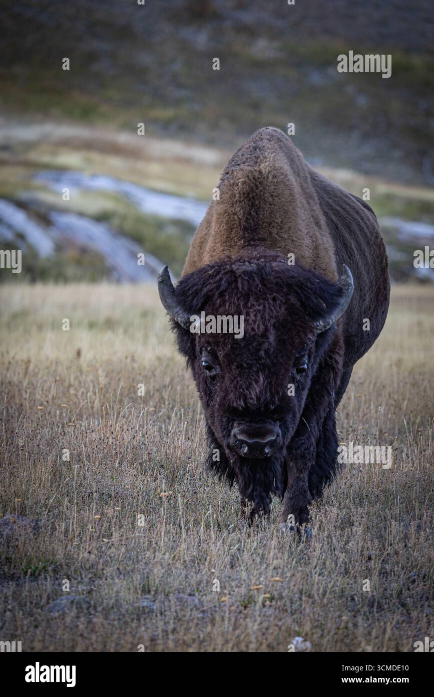 A powerful American Bison walks directly toward the camera, making ...