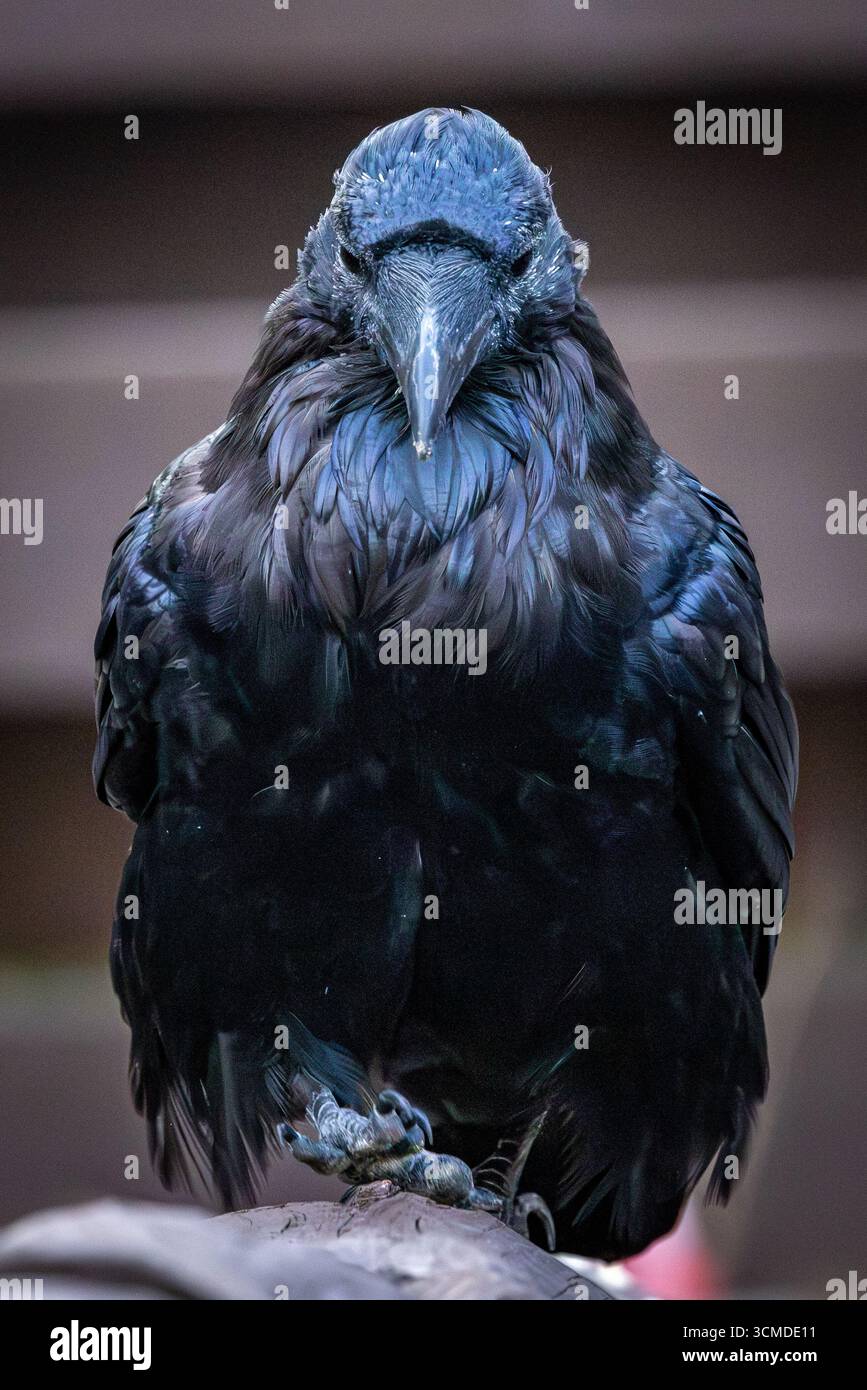An intense, close-up portrait of a Common Raven staring directly at the ...