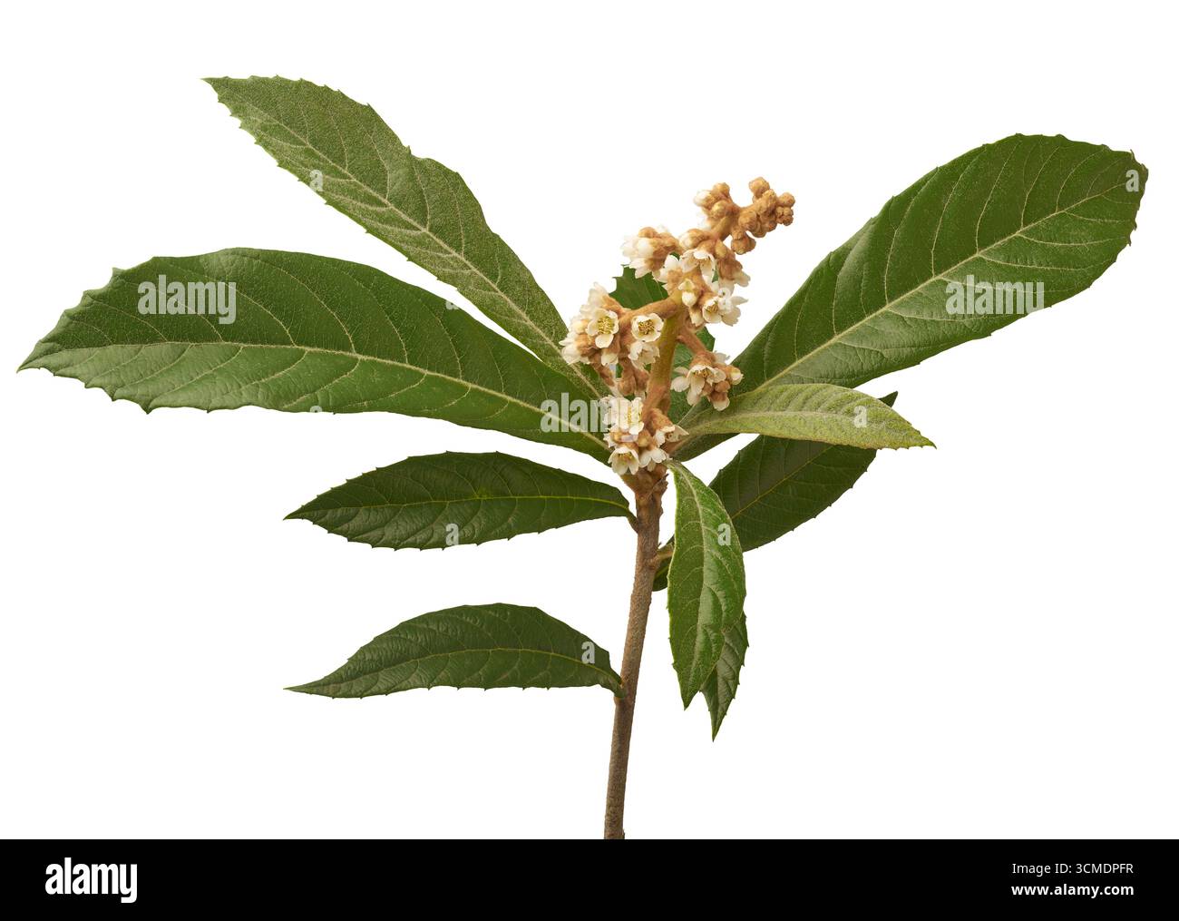 Spring springtime in chinese Cut Out Stock Images & Pictures - Alamy