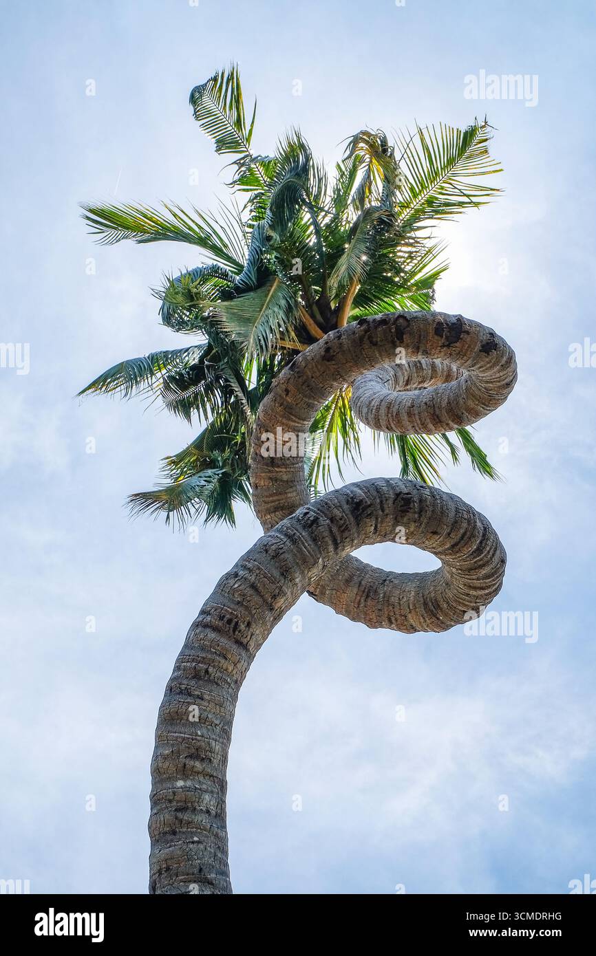 The amazing spiral stem of a coconut tree Stock Photo - Alamy