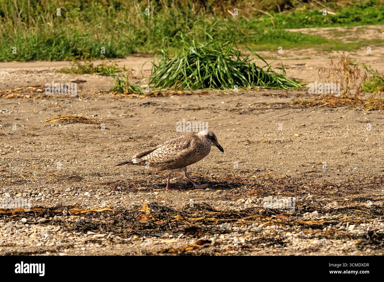 A mottled brown juvenile gull walks along a sandy shoreline covered ...