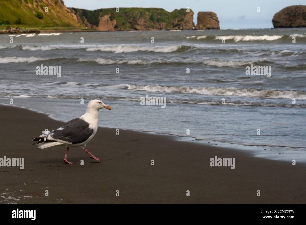 Adult seagull with white and gray plumage walks confidently near the ...