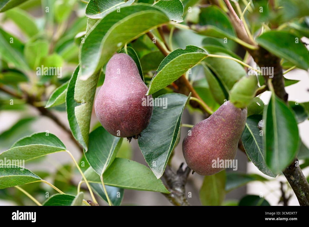 Two ripe red Williams pears hanging from a branch in a garden Stock ...