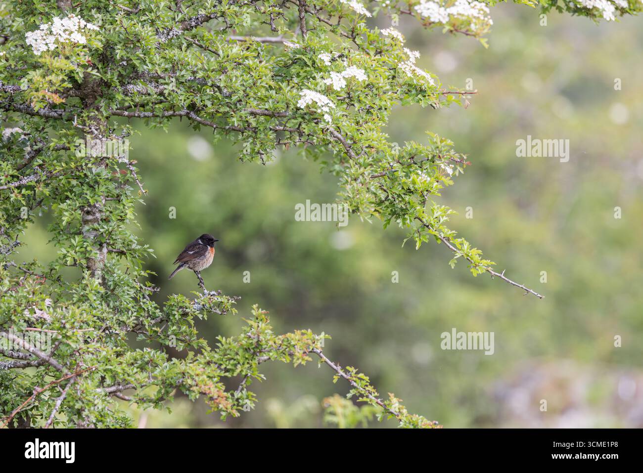 Stonechat [ Saxicola rubicola ] Male bird on a flowering thorn bush ...
