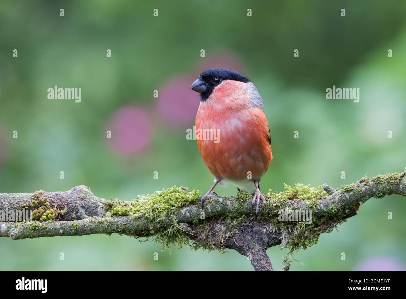 Bullfinch [ Pyrrhula pyrrhula ] on a mossy stick Stock Photo - Alamy