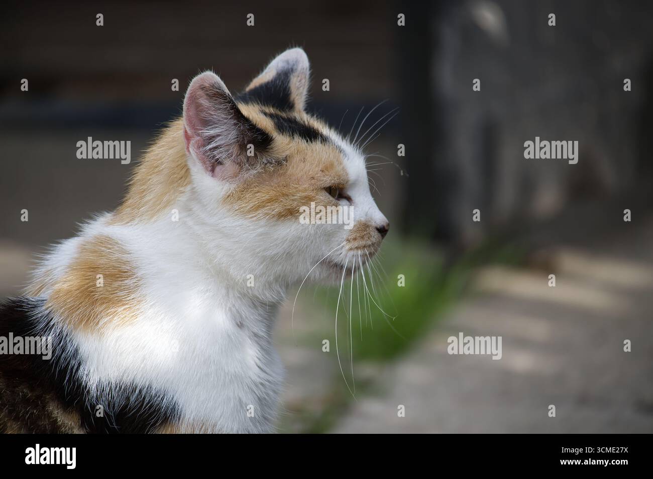 Beautiful calico cat captured hi-res stock photography and images - Alamy