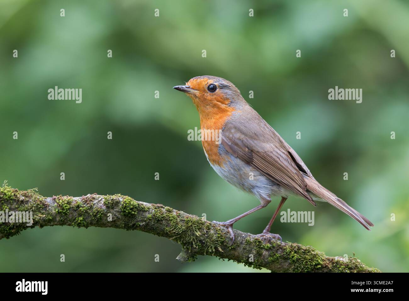 European Robin [ Erithacus rubecula ] on a mossy stick Stock Photo - Alamy