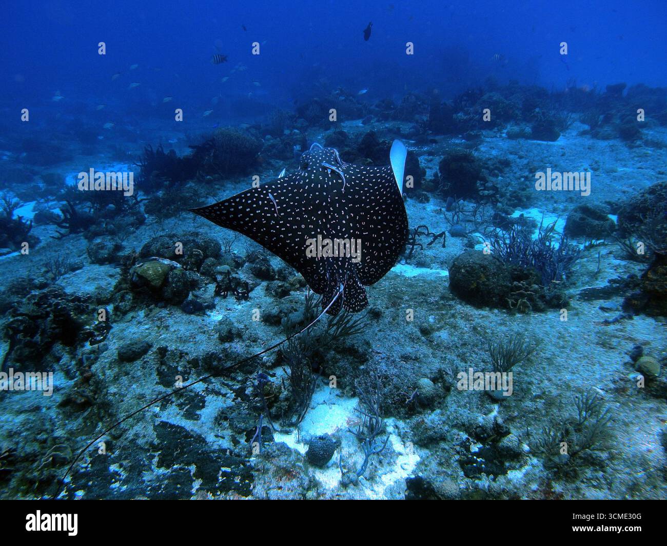 Spotted Eagle Ray in Caribbean Sea near Cozumel Island, Mexico Stock ...