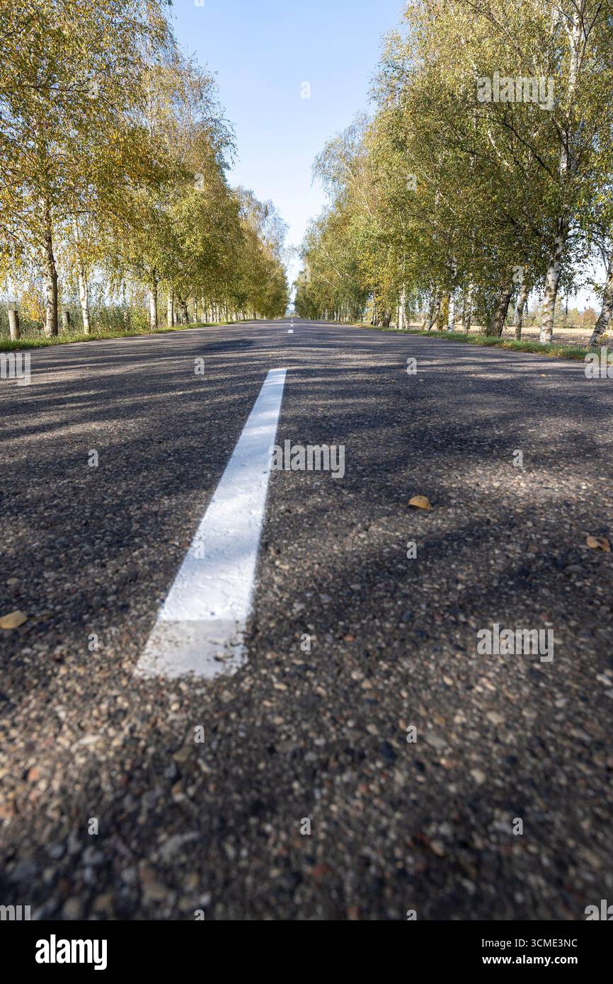 a highway with birch trees on the side of the road in the autumn , tall ...