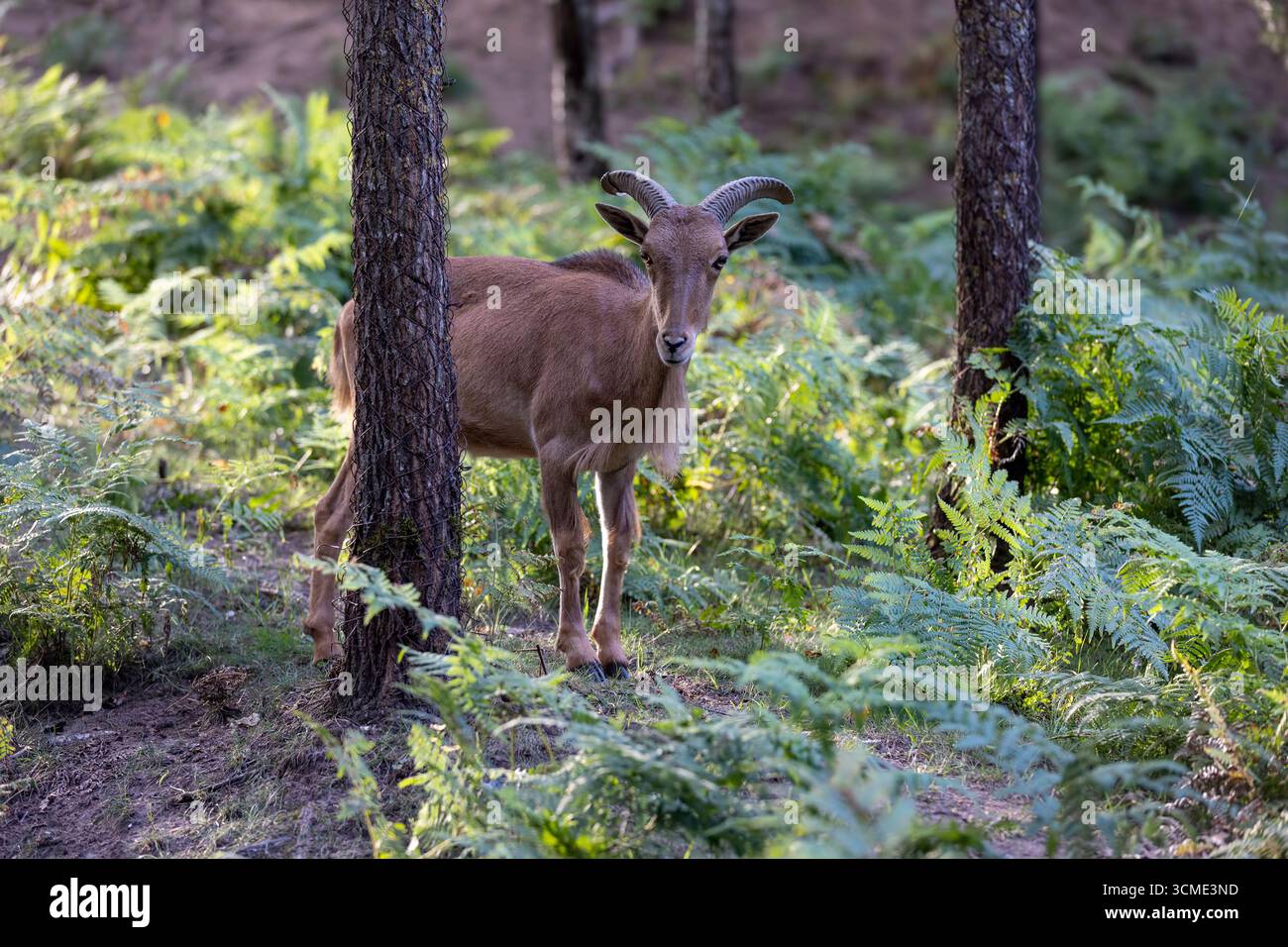 a brown goat hides in the green grass behind the trees in the park, a ...