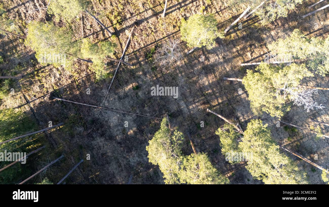 Aerial view of a forest with tall trees casting long shadows Stock ...