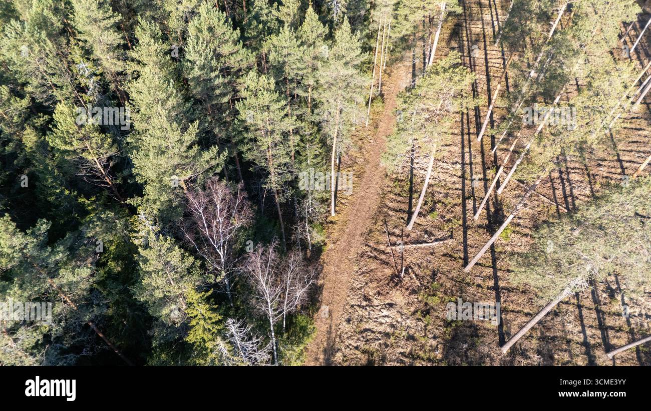 Aerial view of a forest with a narrow path dividing dense trees on one ...