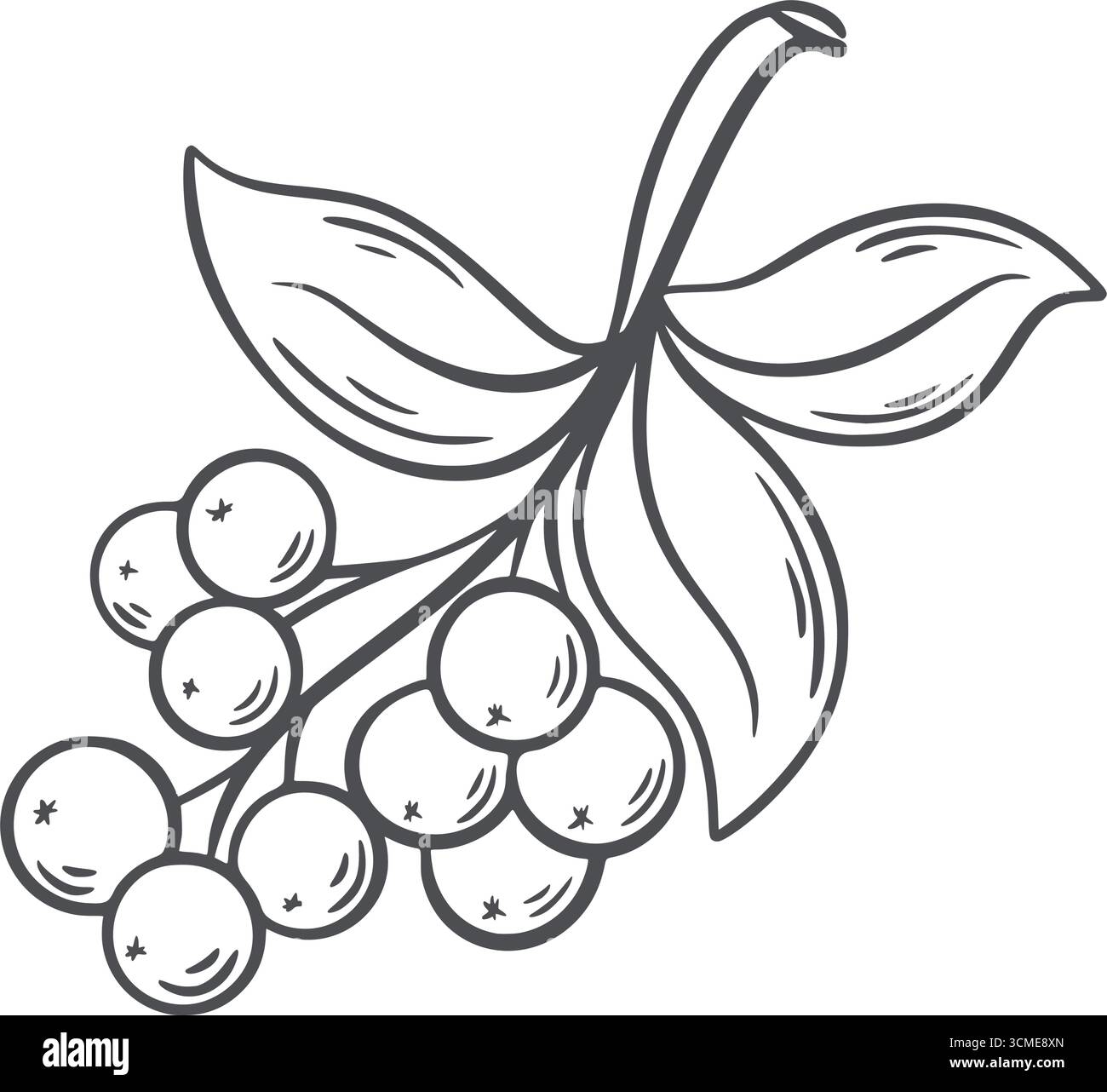 Berry twig Stock Vector Images - Alamy