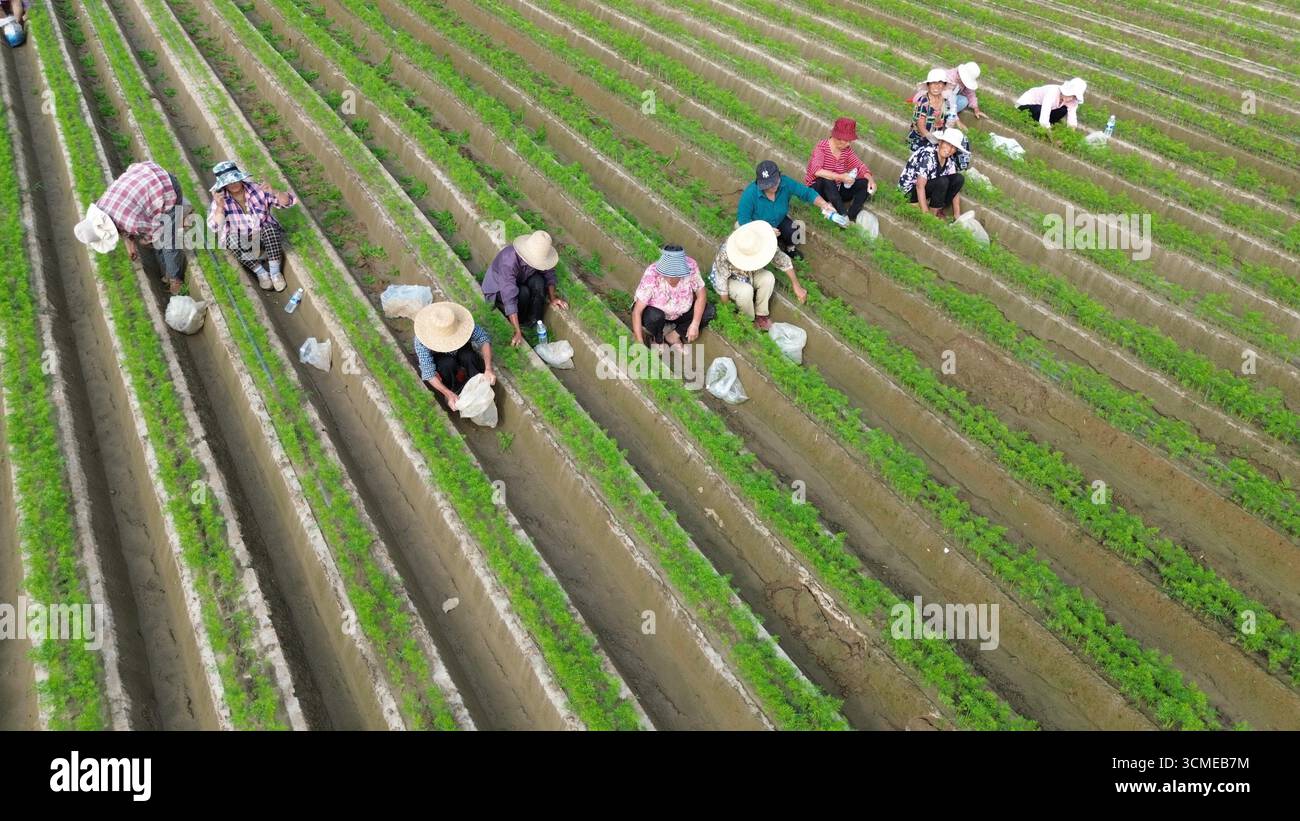 Aerial photo shows farmers working in the carrot planting base in ...