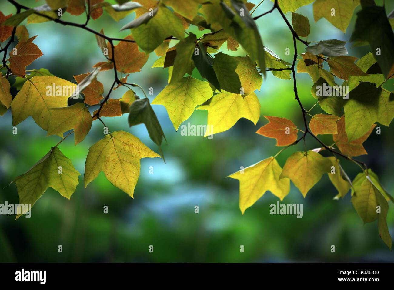 Autumn tree leaves in Huai'an City, east China's Jiangsu Province, 13 ...