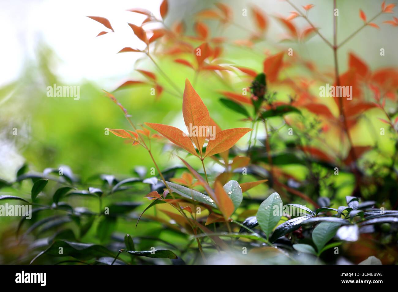 Autumn tree leaves in Huai'an City, east China's Jiangsu Province, 13 ...