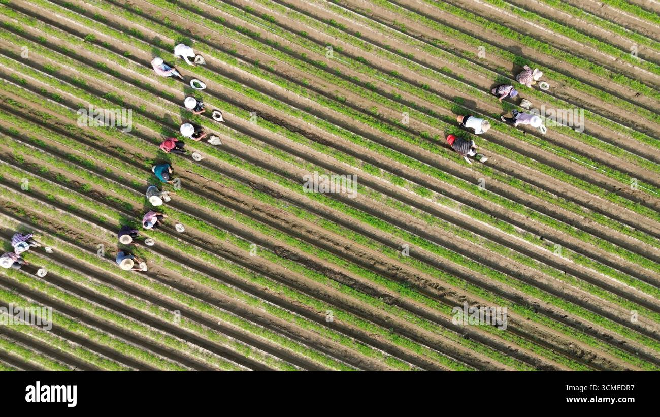 Aerial photo shows farmers working in the carrot planting base in ...