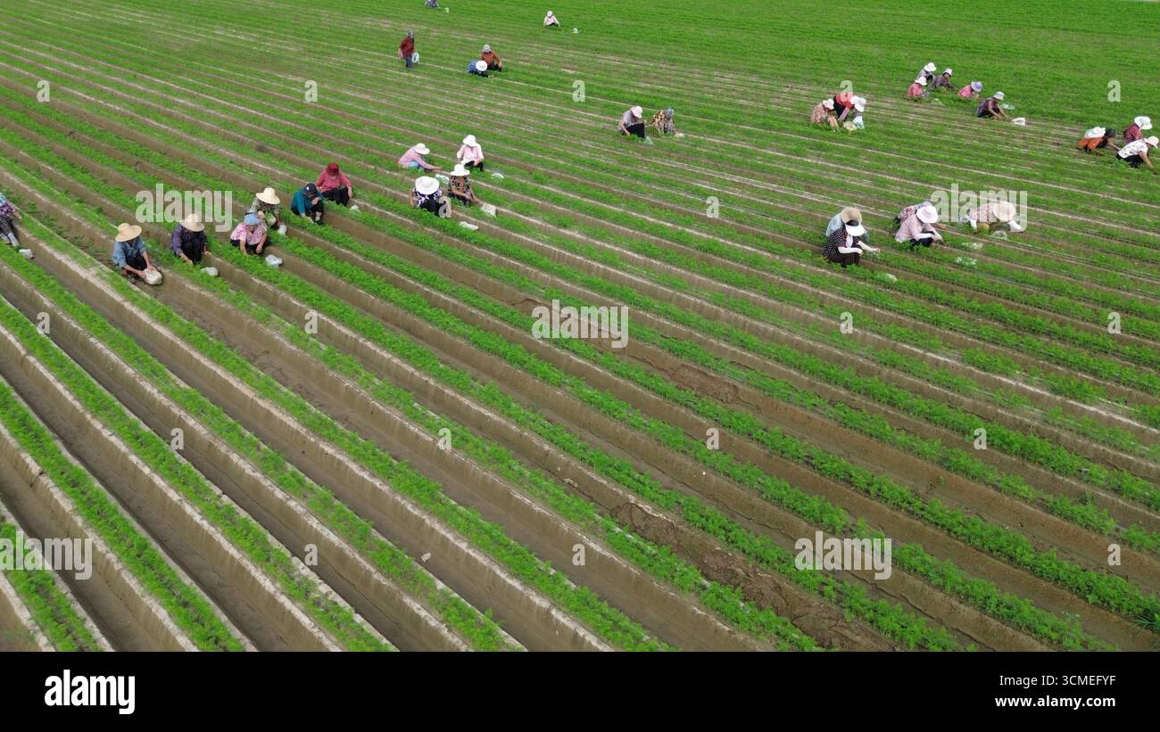 Aerial photo shows farmers working in the carrot planting base in ...