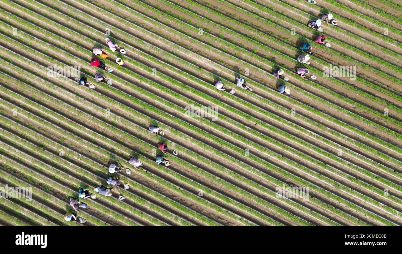 Aerial photo shows farmers working in the carrot planting base in ...
