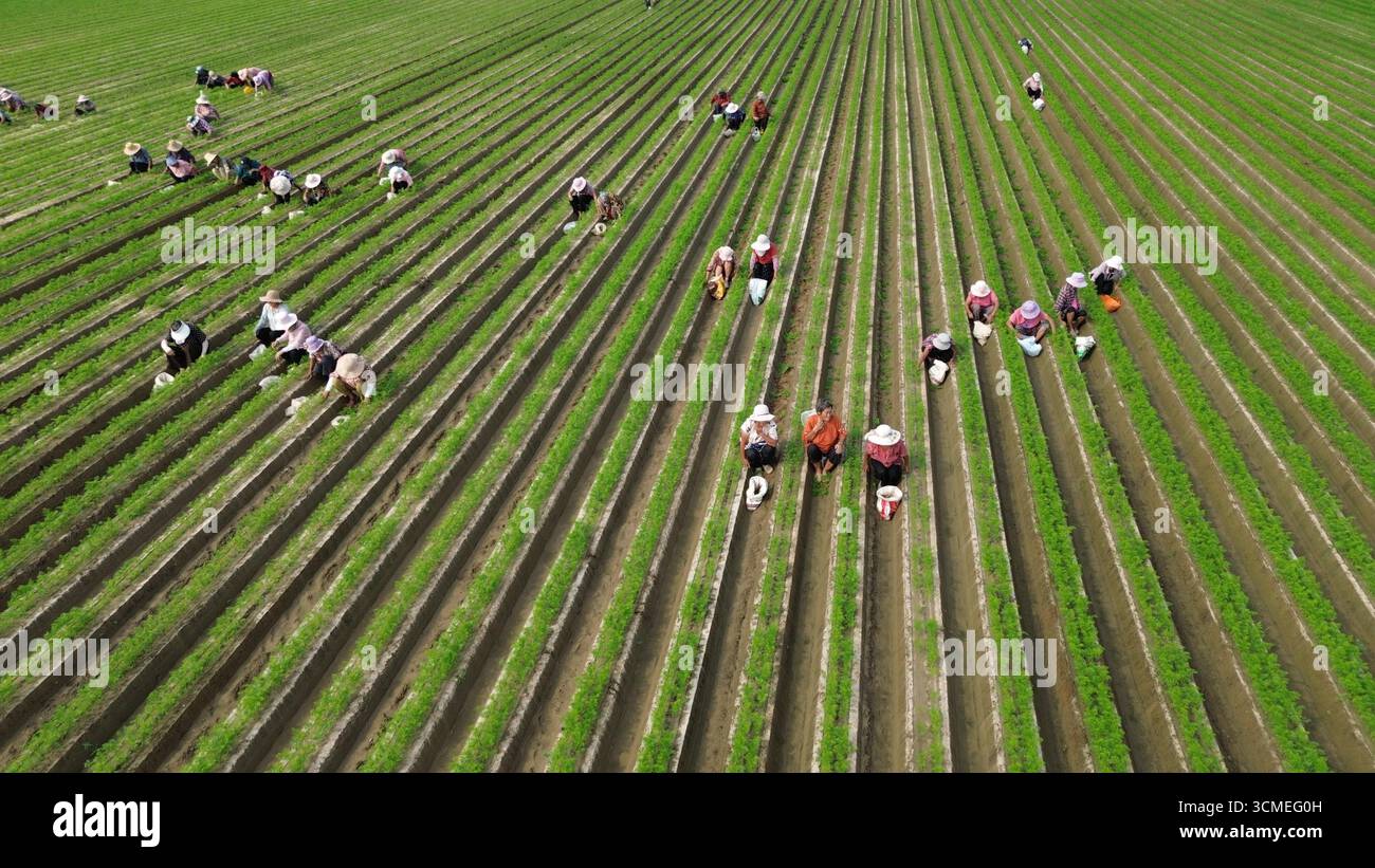 Aerial photo shows farmers working in the carrot planting base in ...