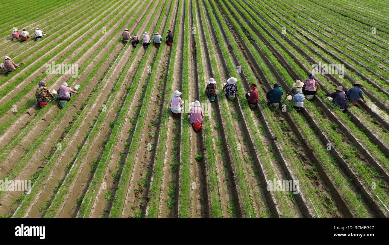 Aerial photo shows farmers working in the carrot planting base in ...