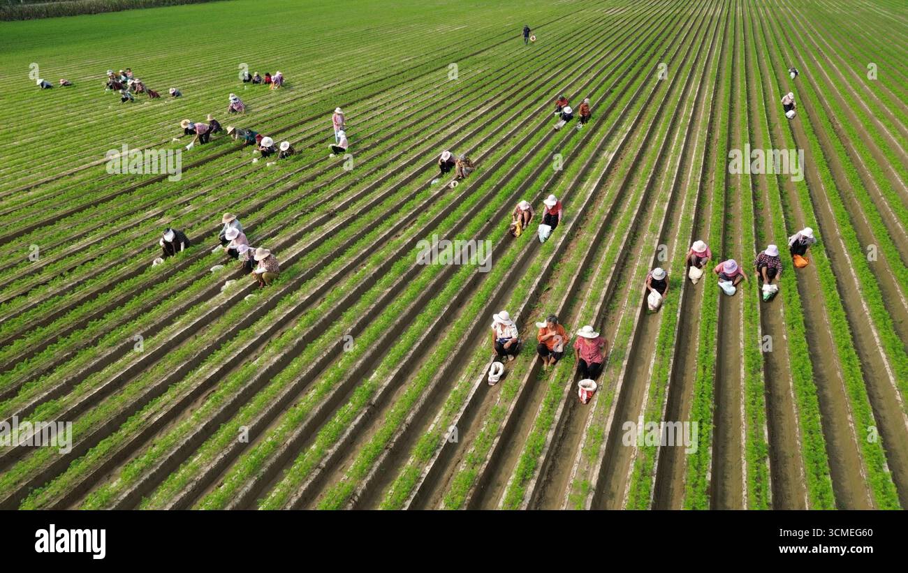 Aerial photo shows farmers working in the carrot planting base in ...