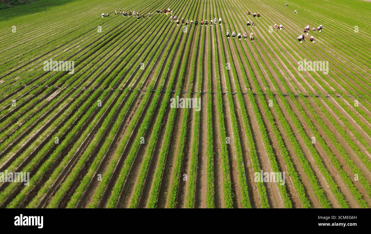 Aerial photo shows farmers working in the carrot planting base in ...