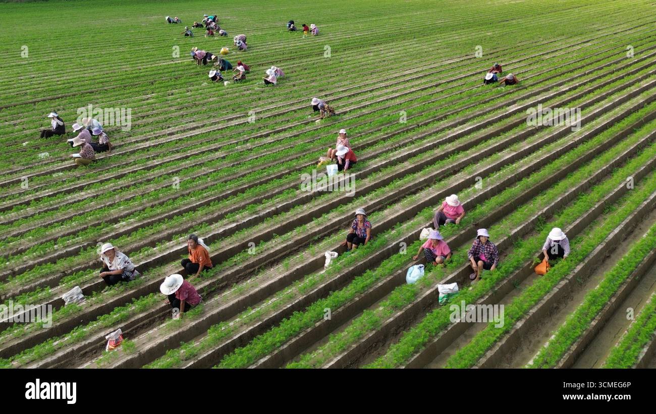 Aerial photo shows farmers working in the carrot planting base in ...