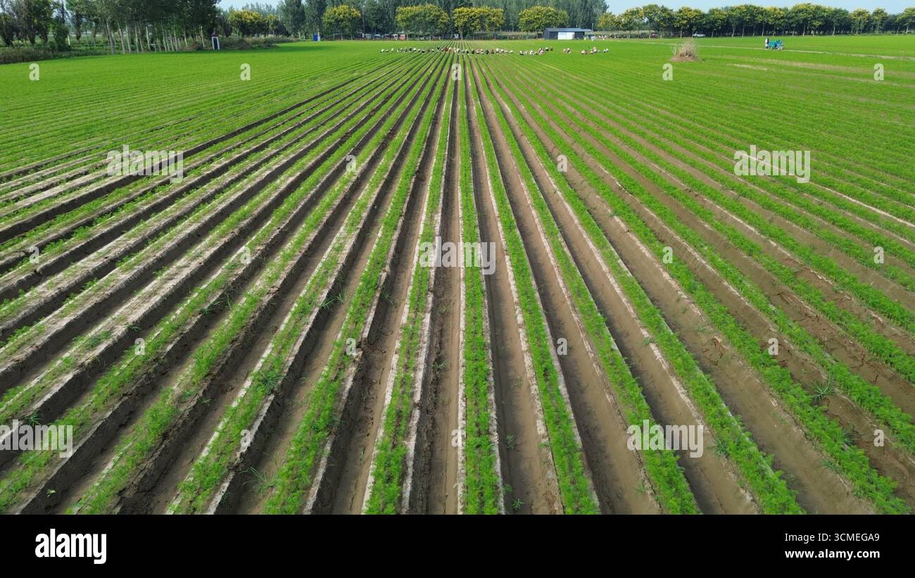 Aerial photo shows farmers working in the carrot planting base in ...