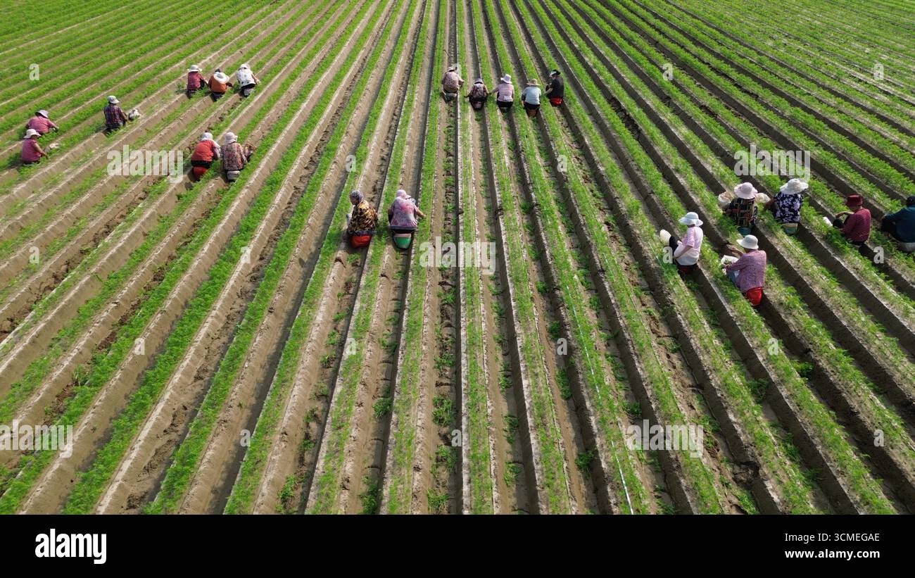 Aerial photo shows farmers working in the carrot planting base in ...