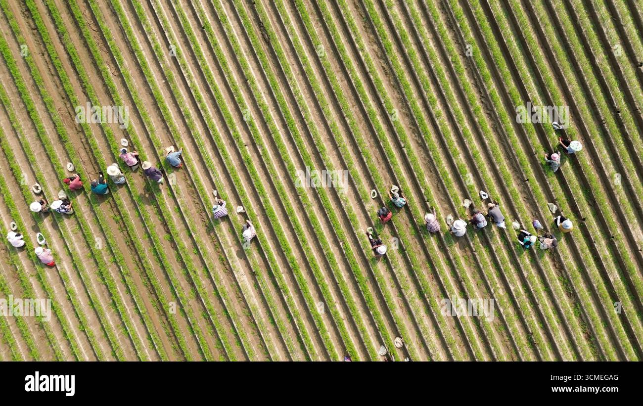 Aerial photo shows farmers working in the carrot planting base in ...