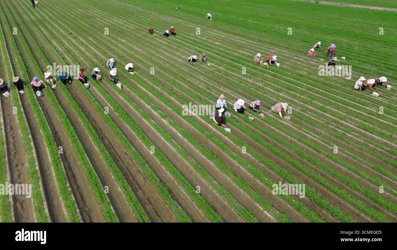 Aerial photo shows farmers working in the carrot planting base in ...
