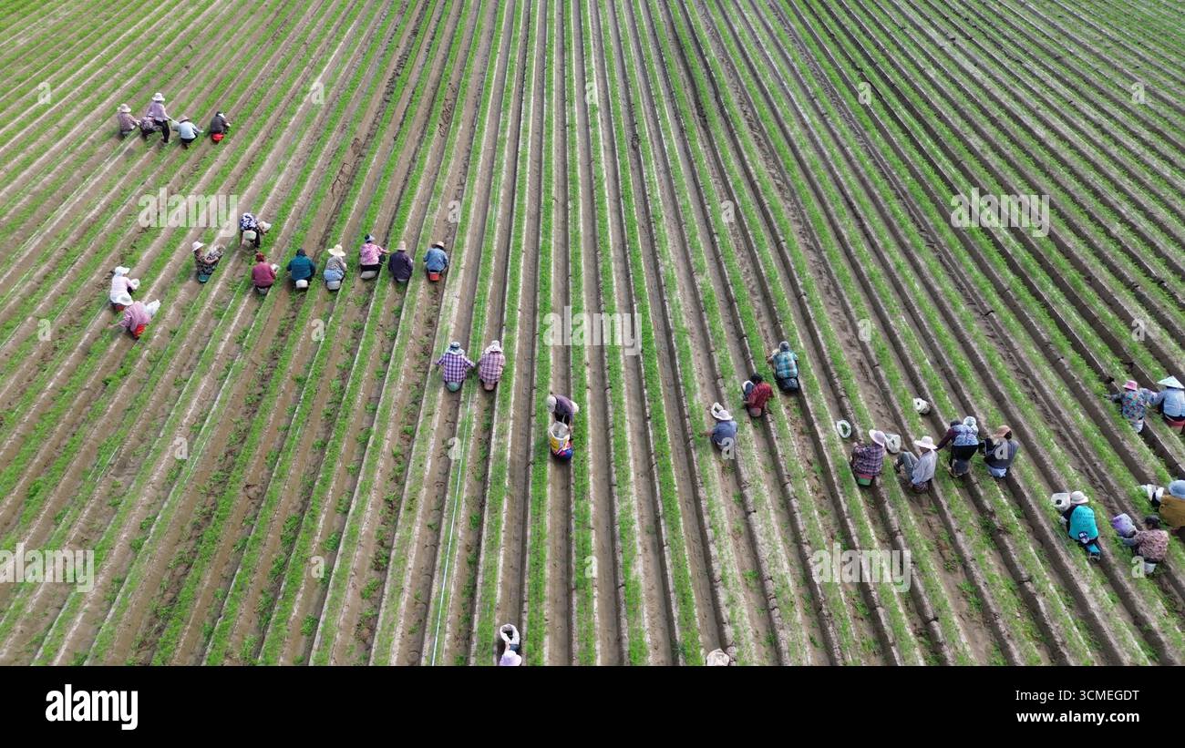 Aerial photo shows farmers working in the carrot planting base in ...