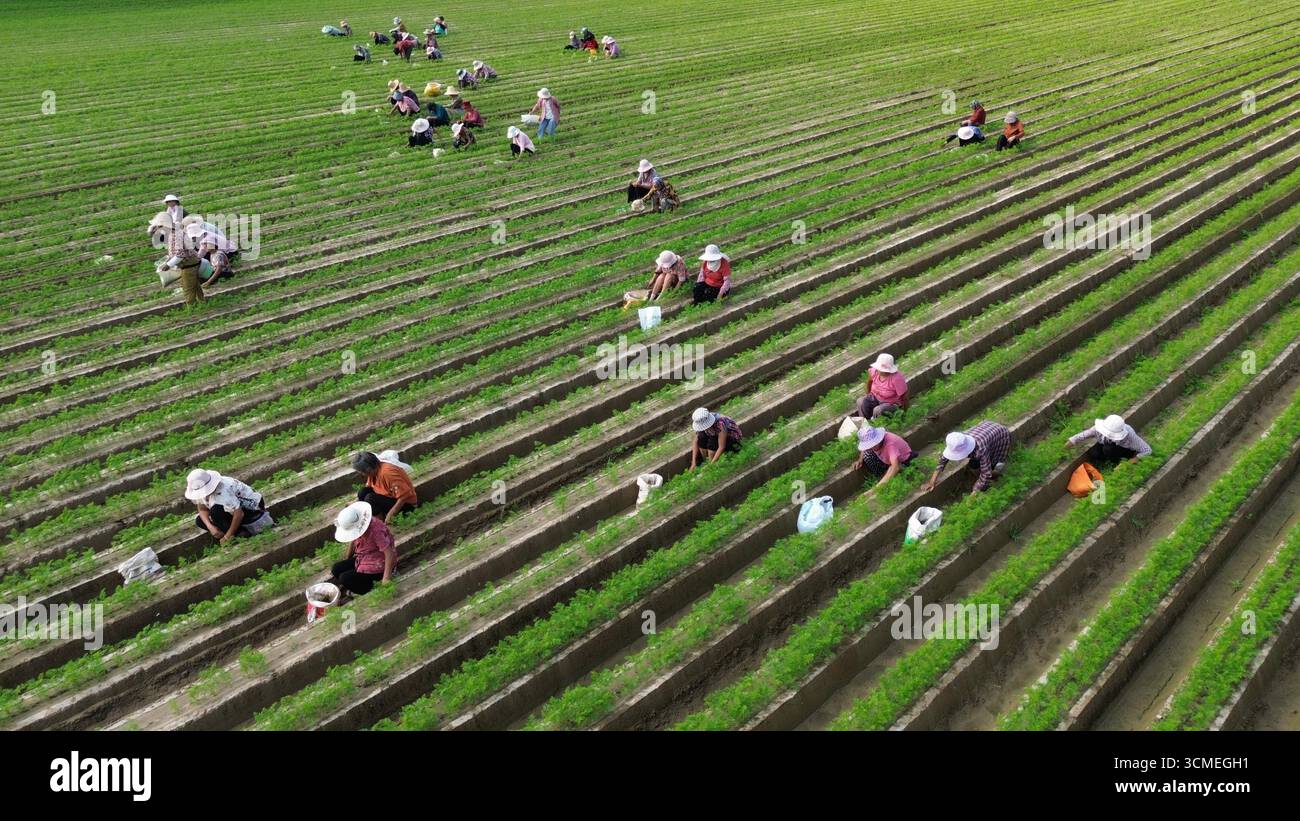 Aerial photo shows farmers working in the carrot planting base in ...