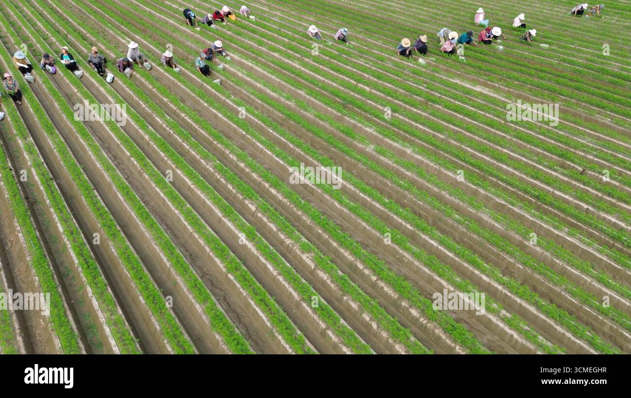 Aerial photo shows farmers working in the carrot planting base in ...