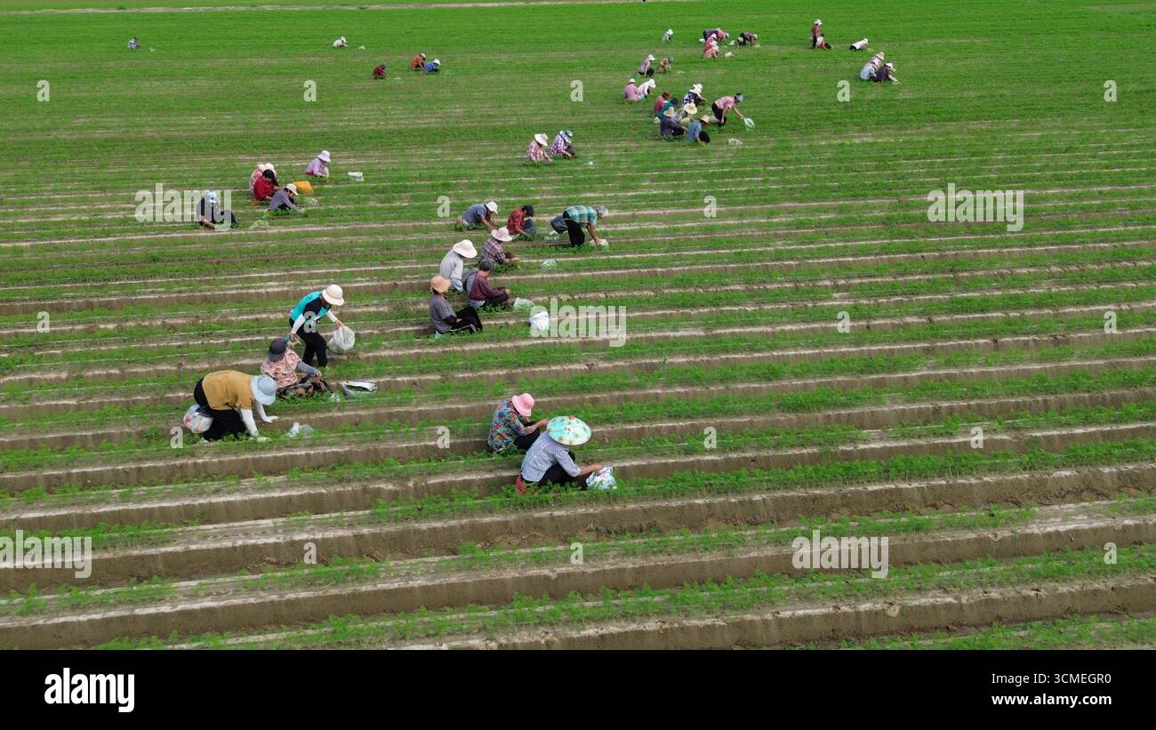 Aerial photo shows farmers working in the carrot planting base in ...