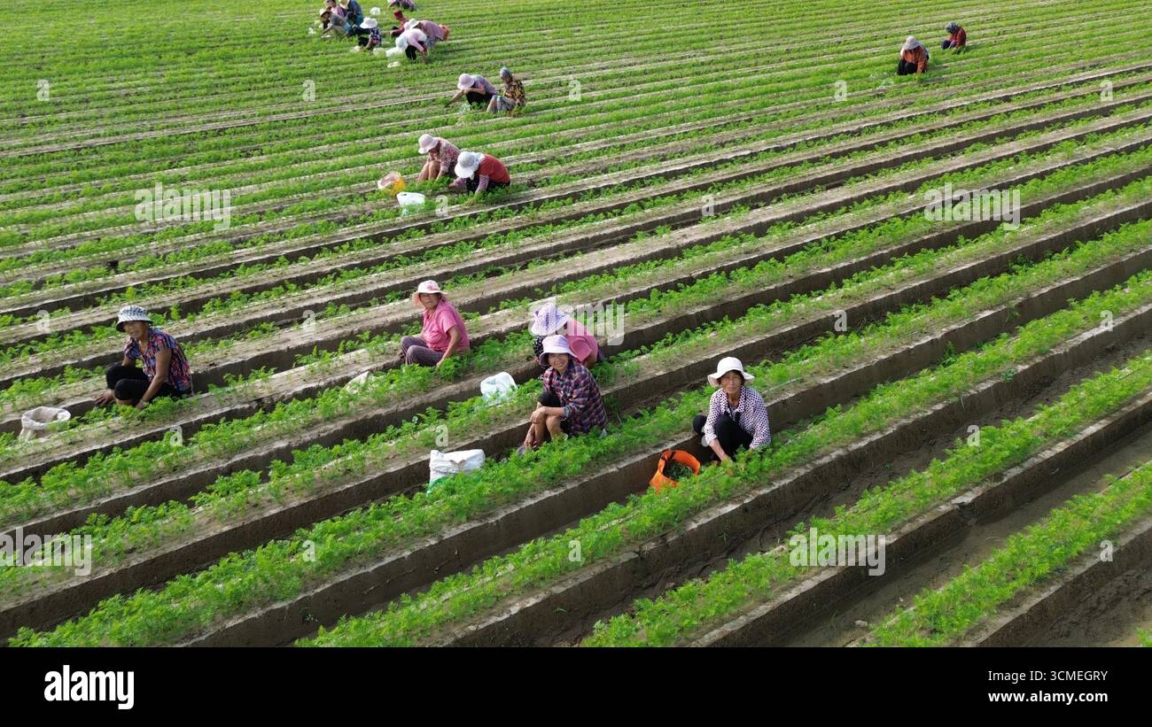 Aerial photo shows farmers working in the carrot planting base in ...