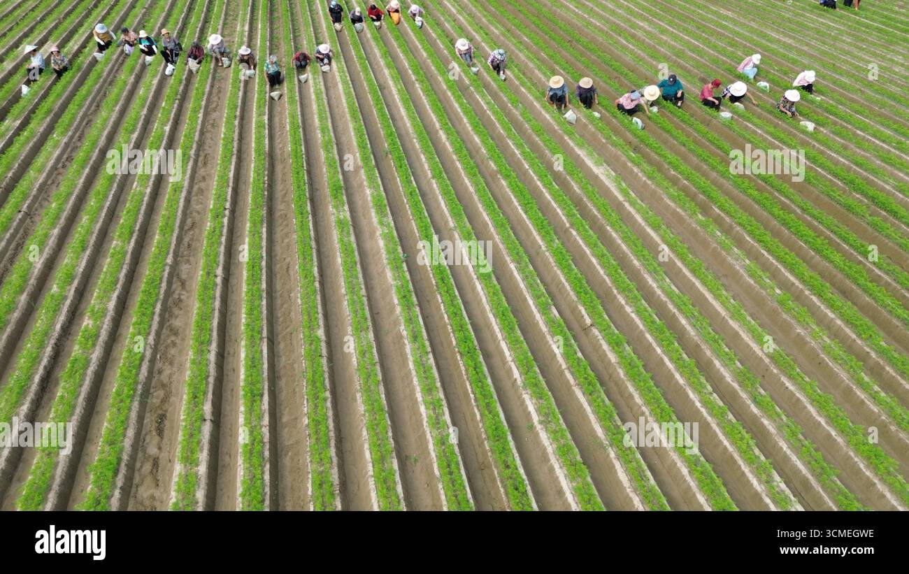 Aerial photo shows farmers working in the carrot planting base in ...