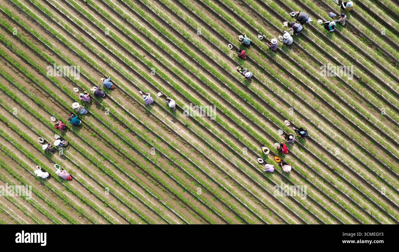 Aerial photo shows farmers working in the carrot planting base in ...