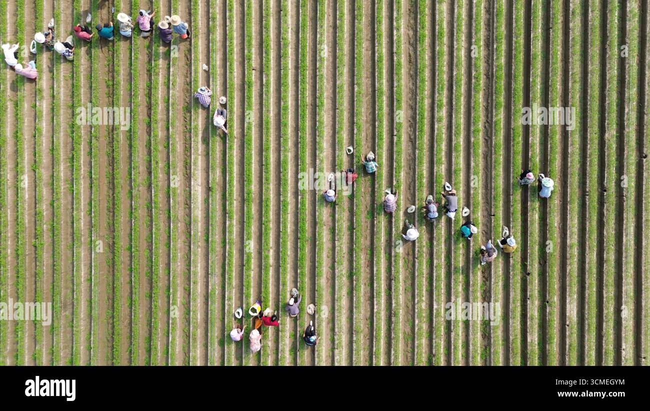 Aerial photo shows farmers working in the carrot planting base in ...